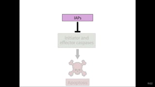 Apoptosis my ppt | PPT