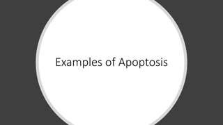Apoptosis my ppt | PPT