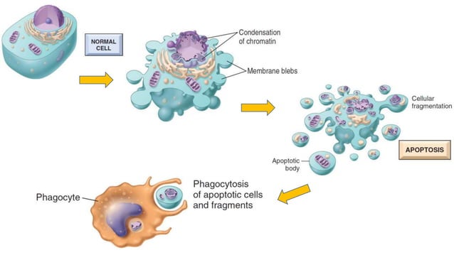Apoptosis my ppt | PPT