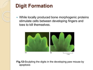 Apoptosis Caspases As A Switch | PPT