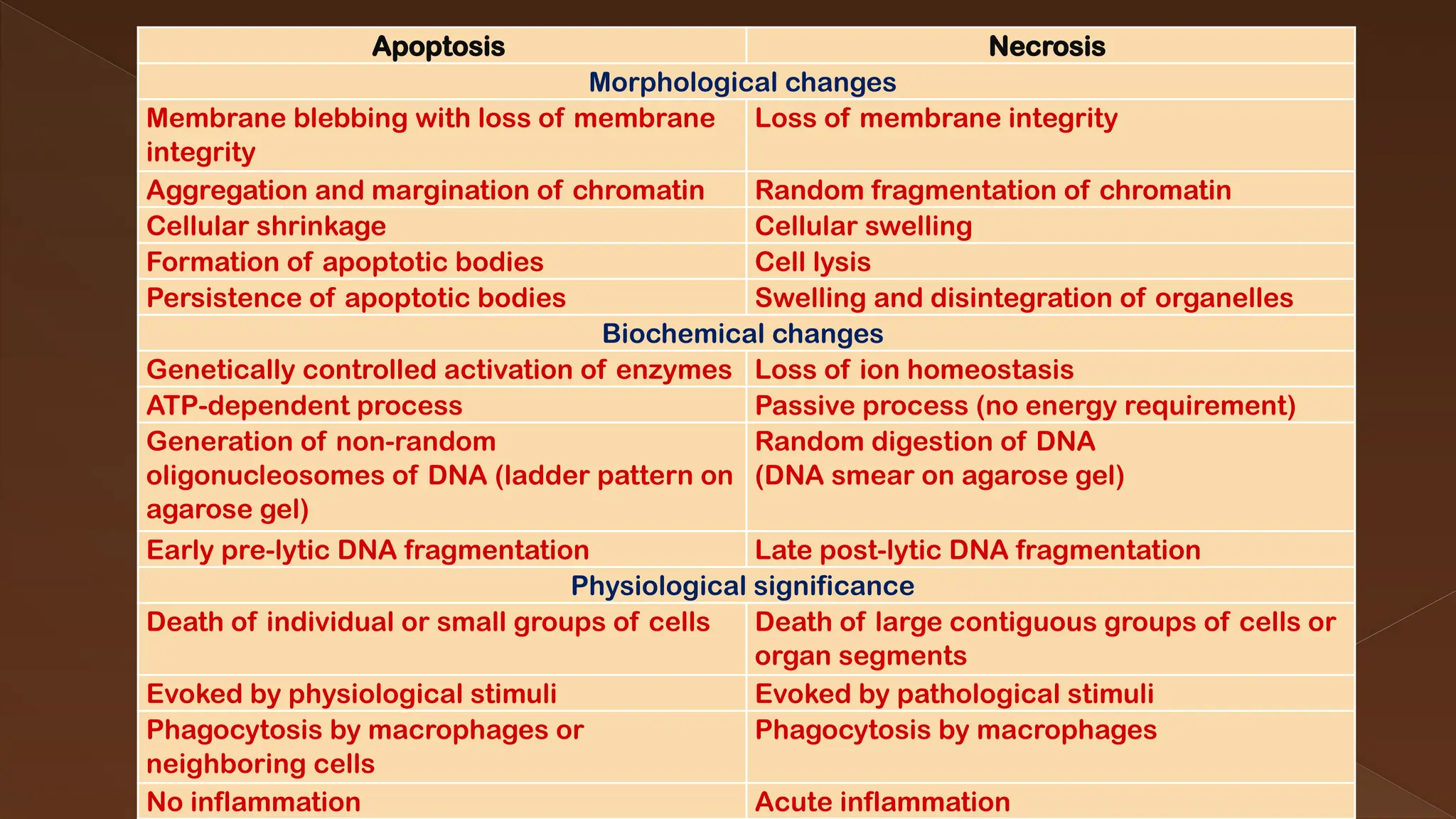 apoptosis new 1 [Autosaved] cell biology.pptx