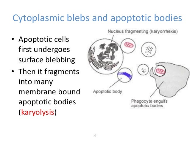 Apoptosis basics + microphotographs