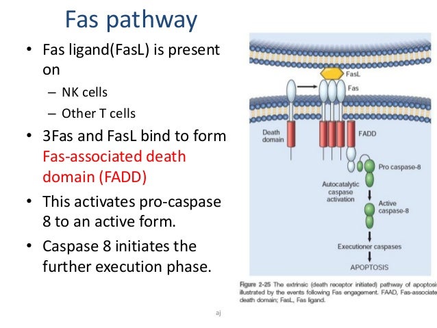 Apoptosis basics + microphotographs