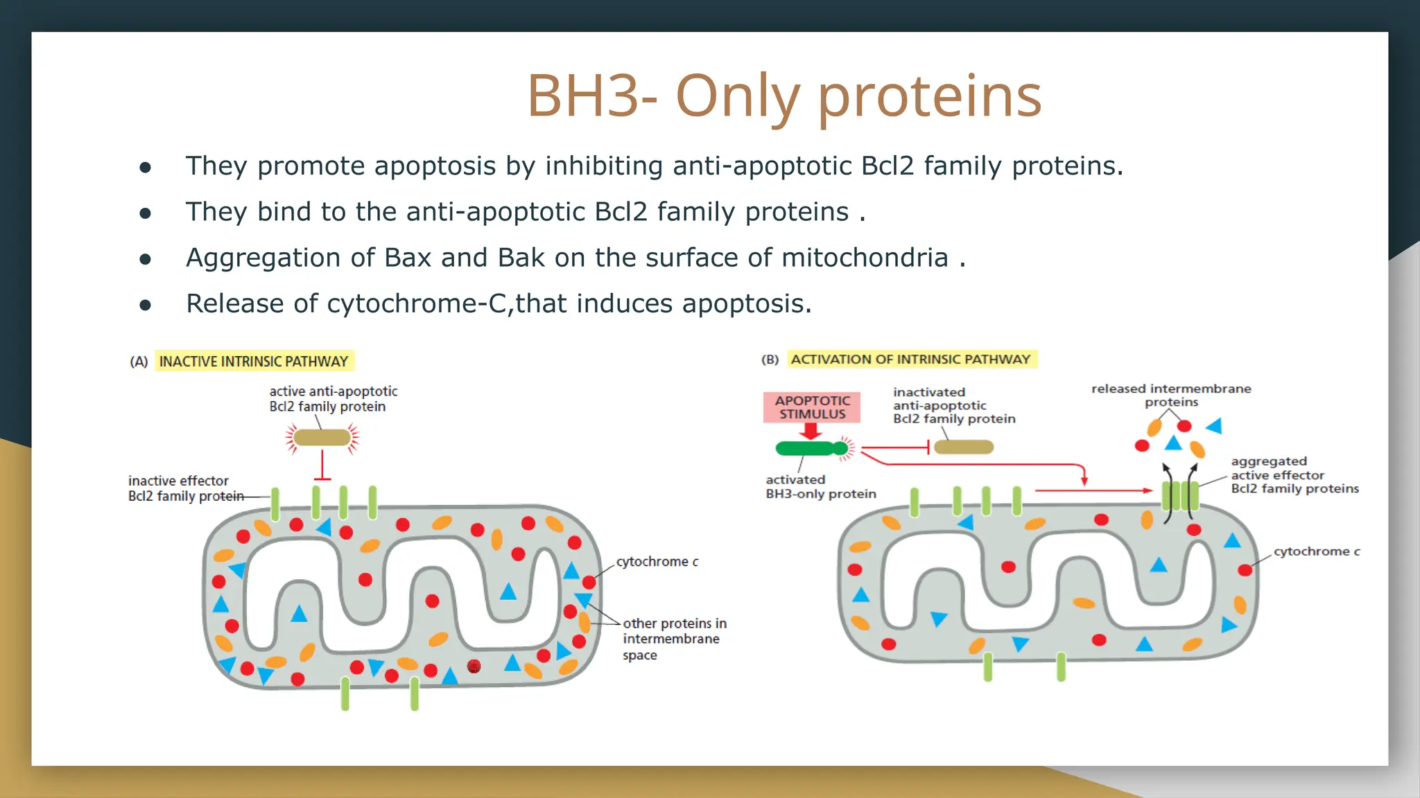 apoptosis or programmed cell death .pptx