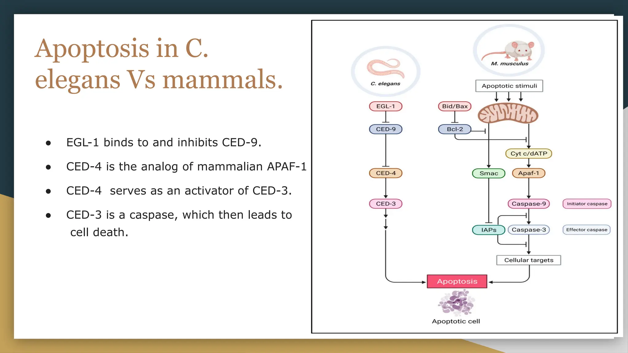 apoptosis or programmed cell death .pptx
