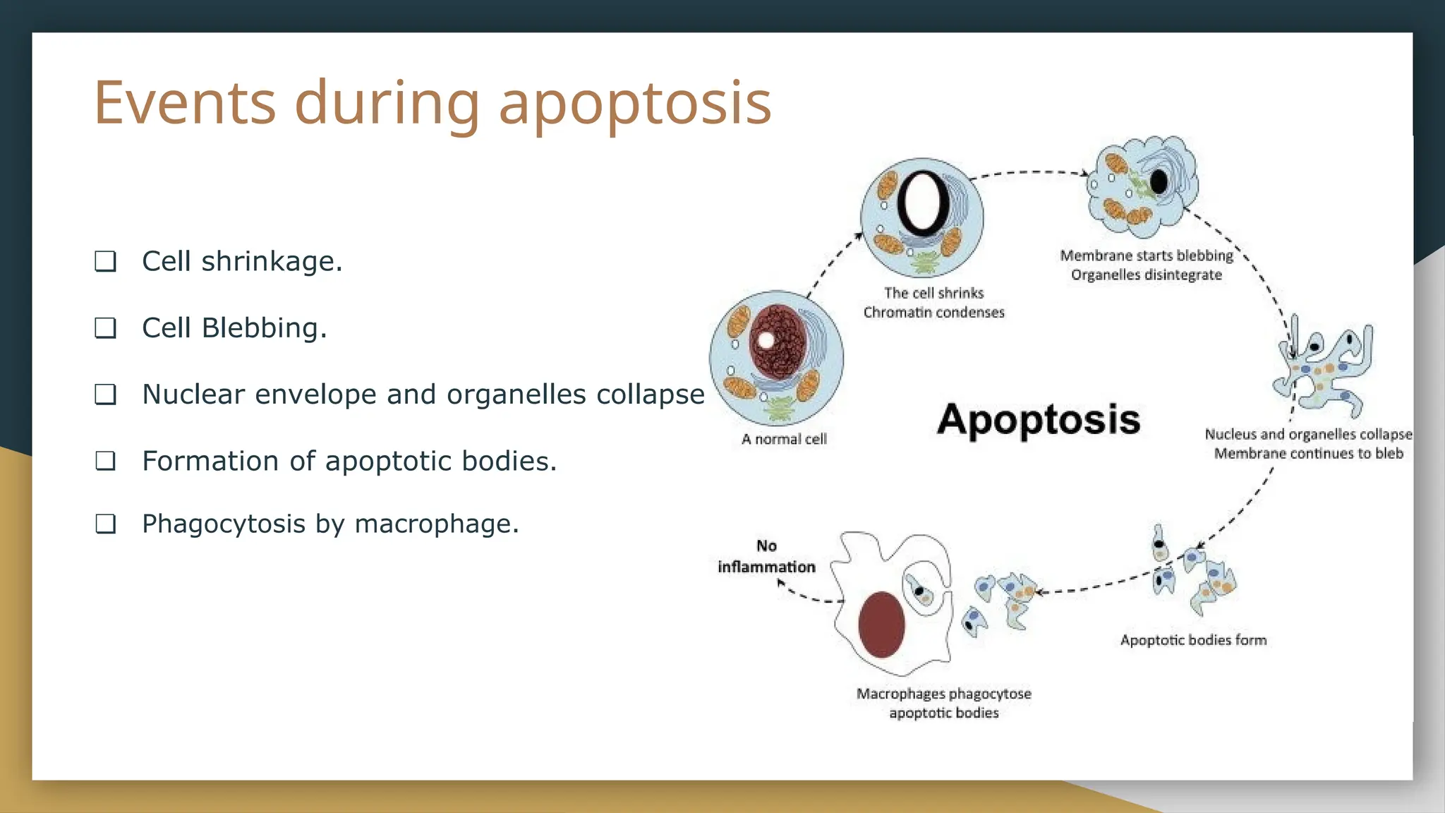 apoptosis or programmed cell death .pptx