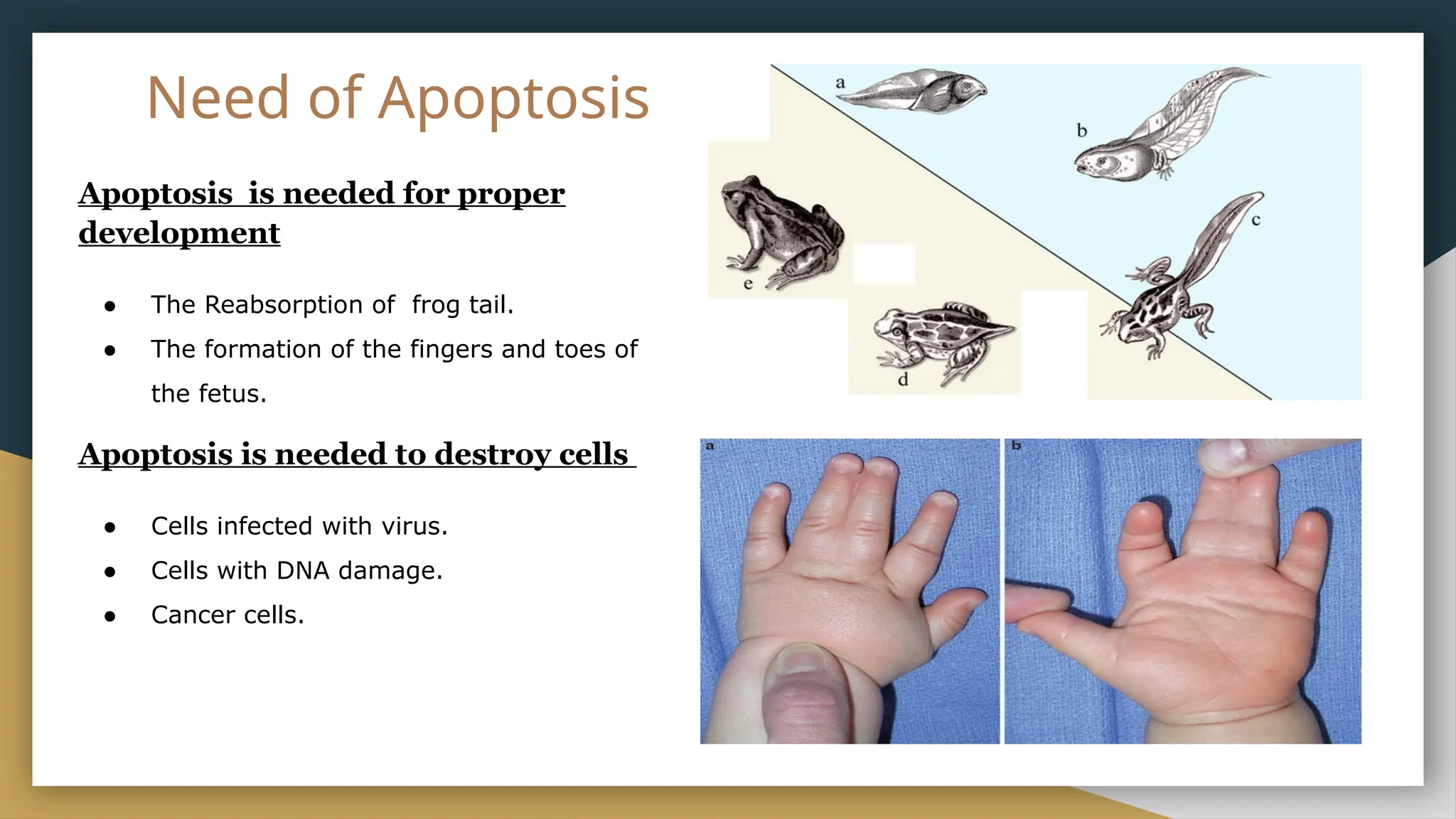 apoptosis or programmed cell death .pptx