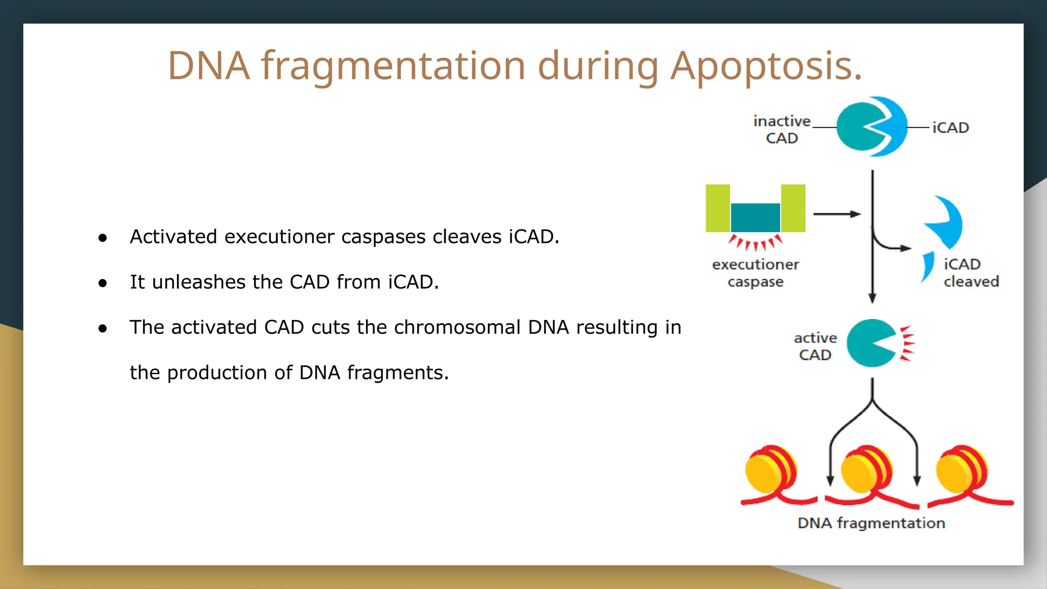 apoptosis or programmed cell death .pptx