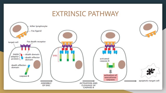 apoptosis or programmed cell death .pptx
