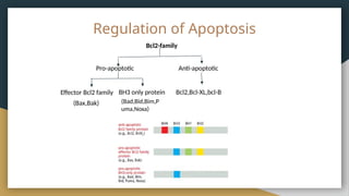 apoptosis or programmed cell death .pptx