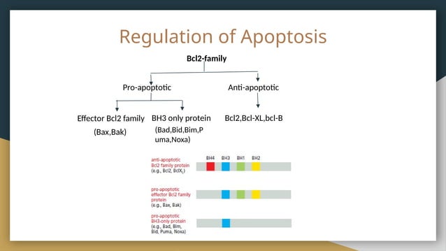 apoptosis or programmed cell death .pptx