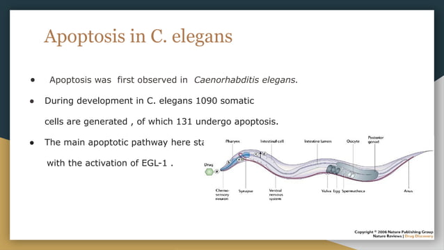 apoptosis or programmed cell death .pptx