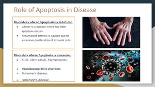 apoptosis or programmed cell death .pptx