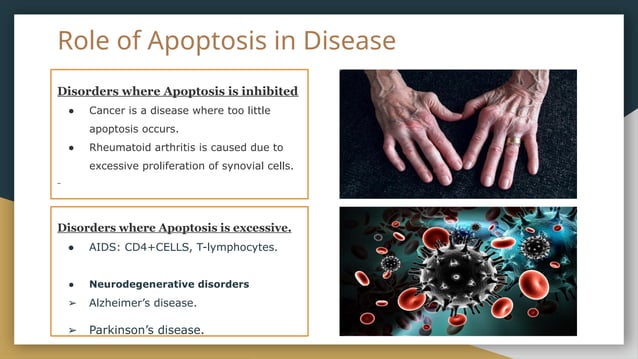 apoptosis or programmed cell death .pptx