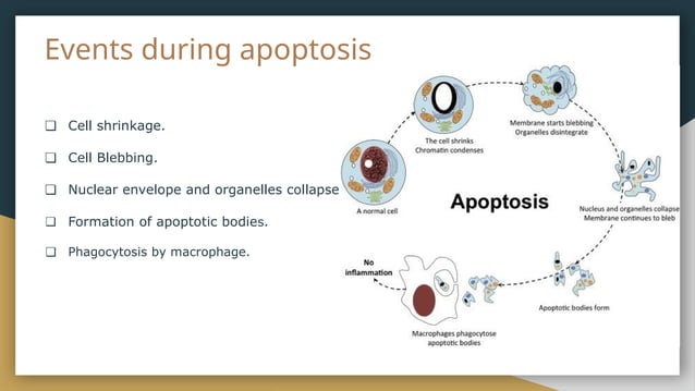 apoptosis or programmed cell death .pptx