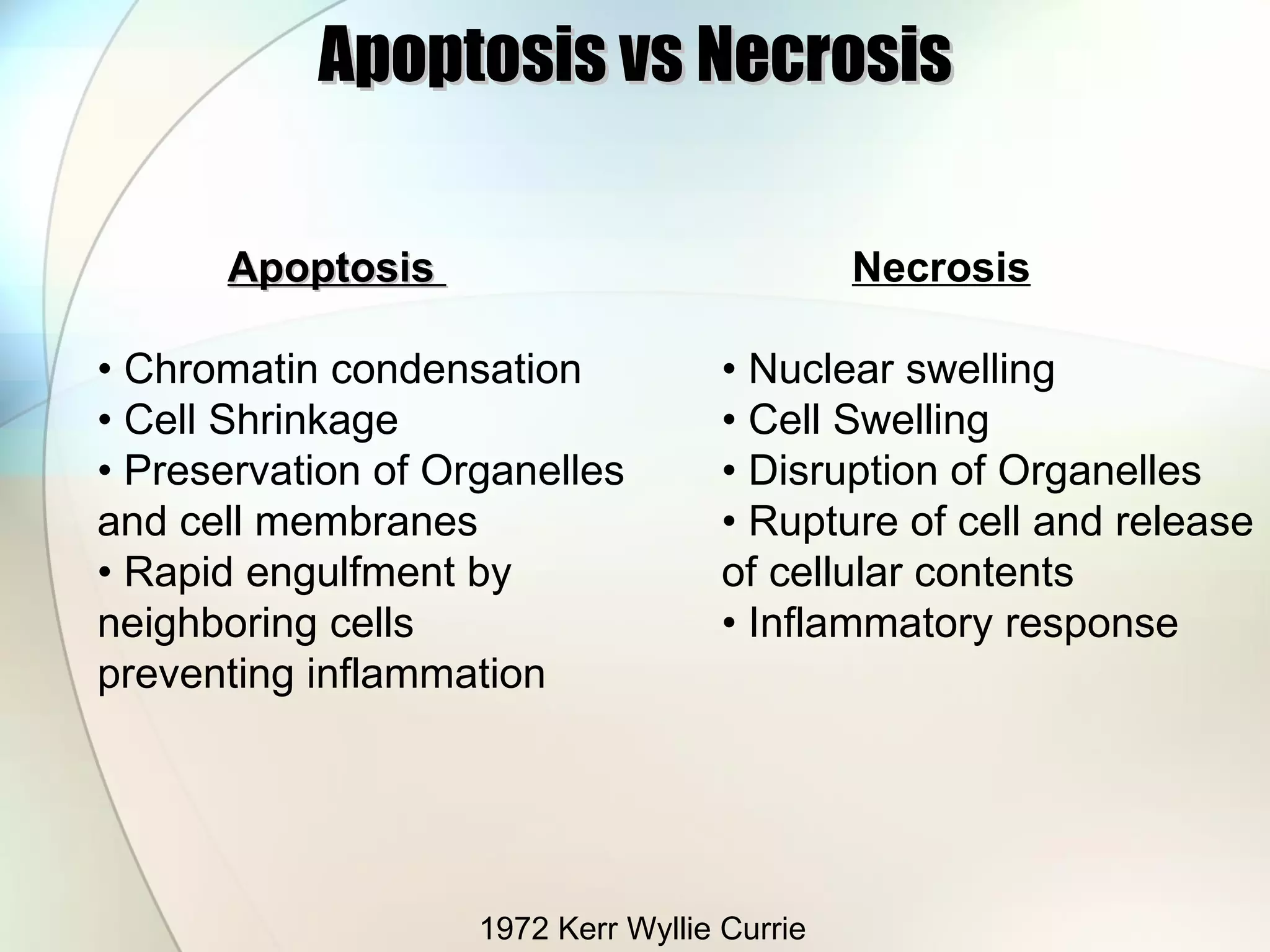 Apoptosis (presentation) | PPT