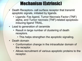 Apoptosis (presentation) | PPT