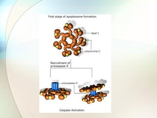 Apoptosis (presentation) | PPT