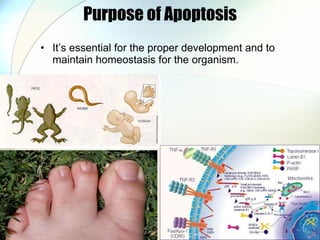 Apoptosis (presentation) | PPT