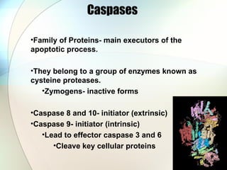 Apoptosis (presentation) | PPT