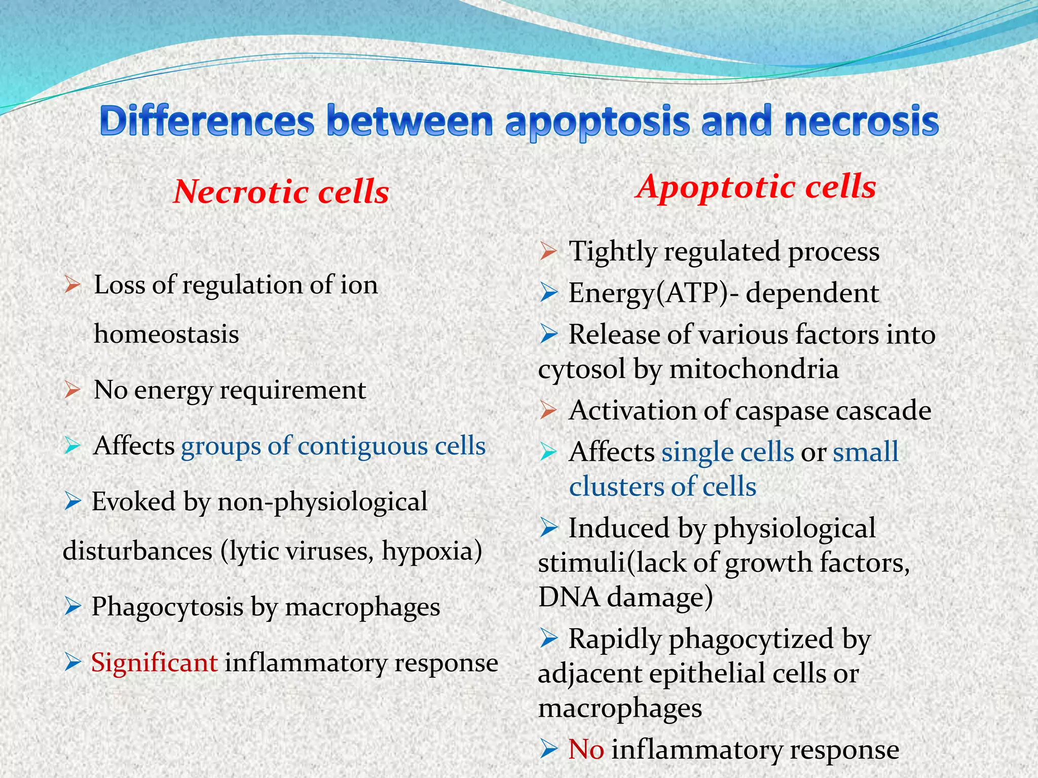 Apoptosis ppt. | PPT