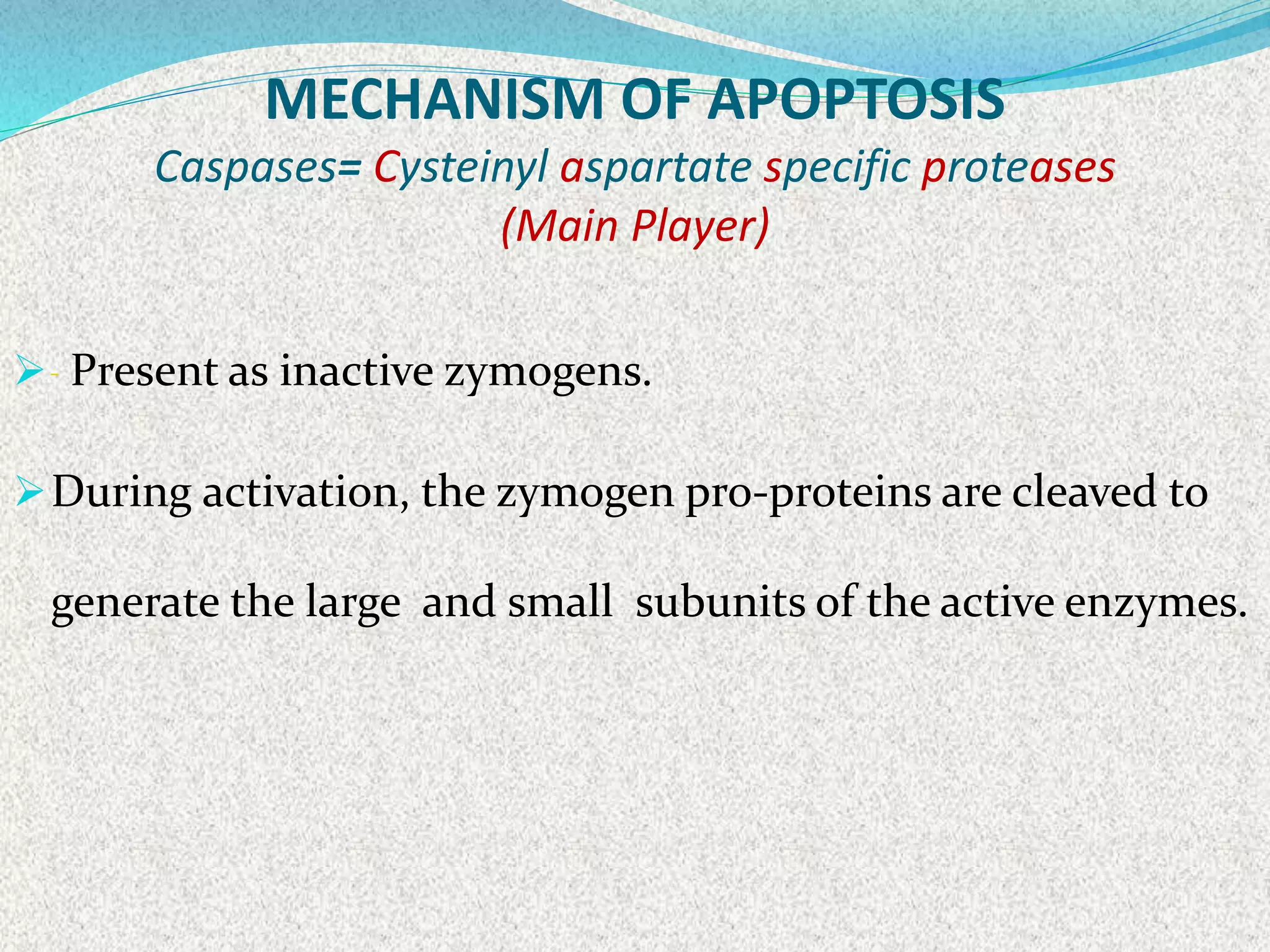 Apoptosis ppt. | PPT