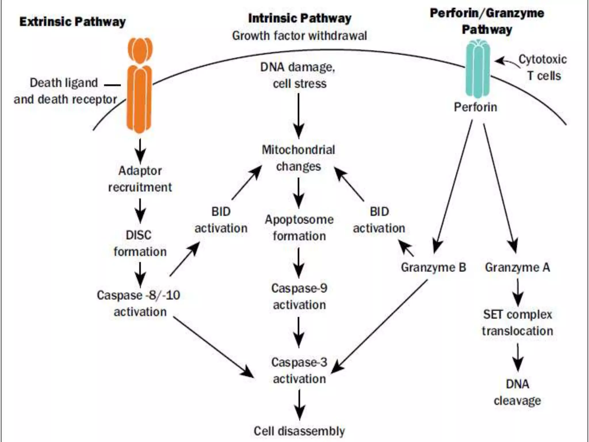 Apoptosis ppt. | PPT