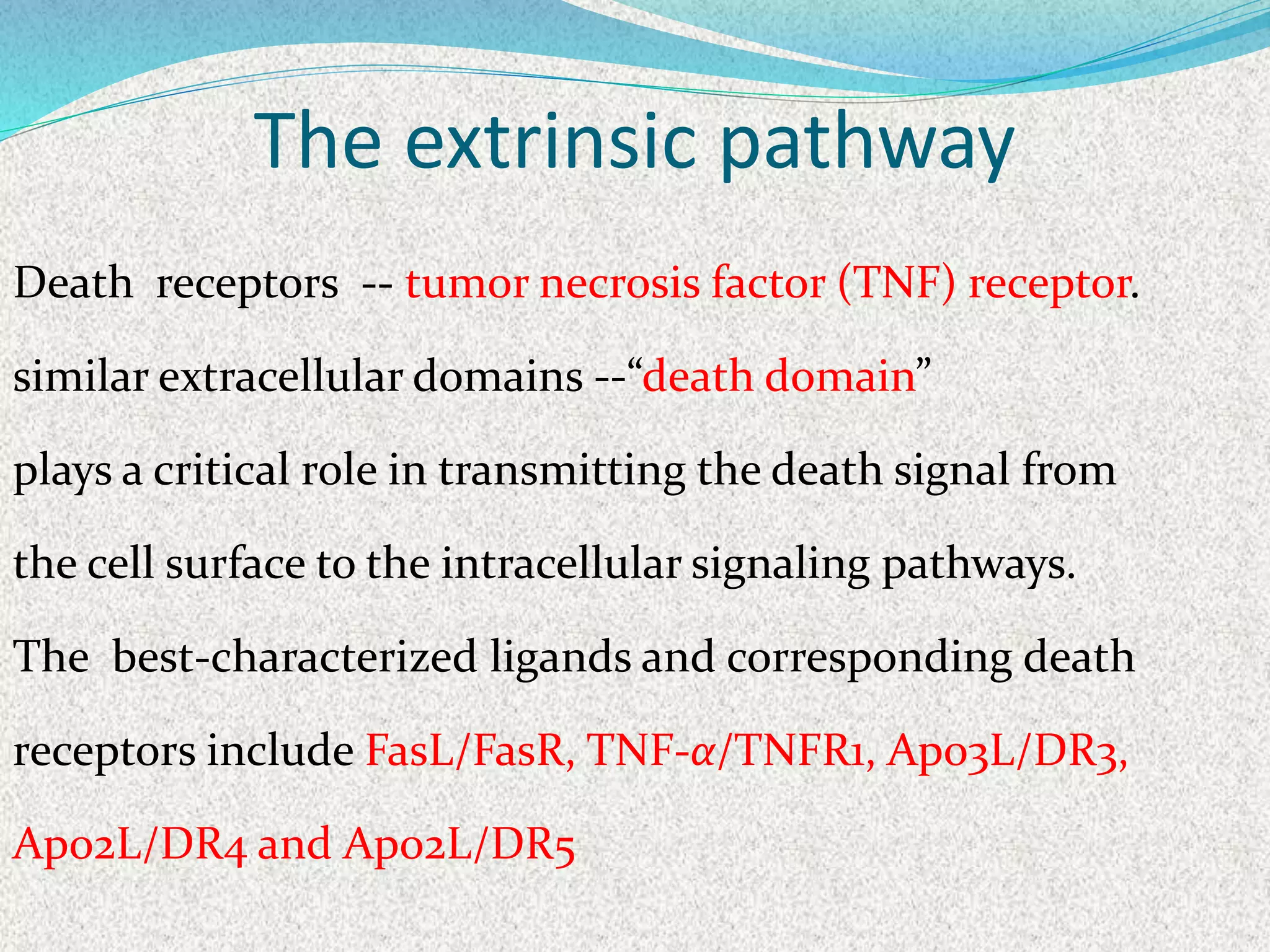Apoptosis ppt. | PPTX