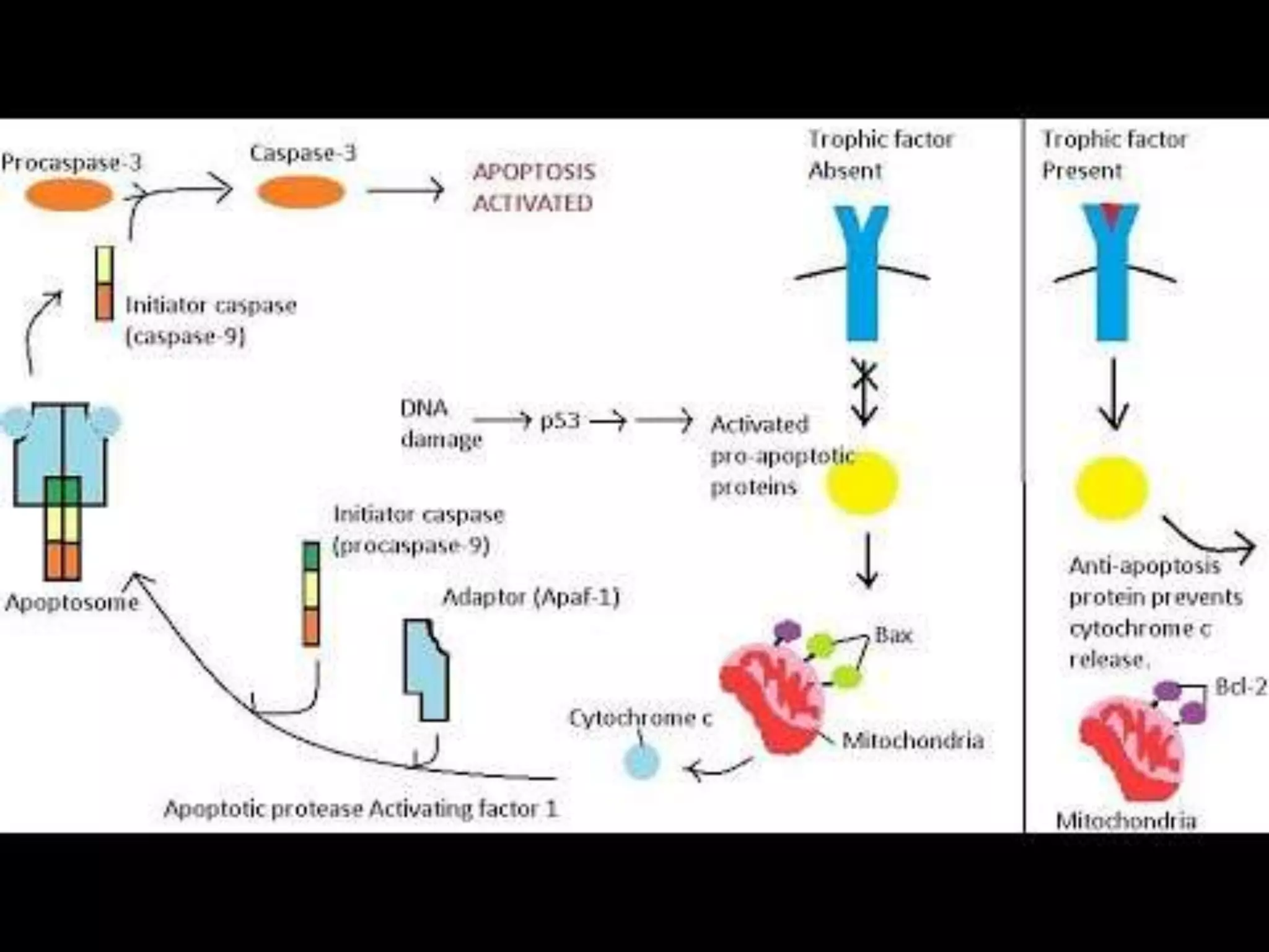 Apoptosis ppt. | PPT