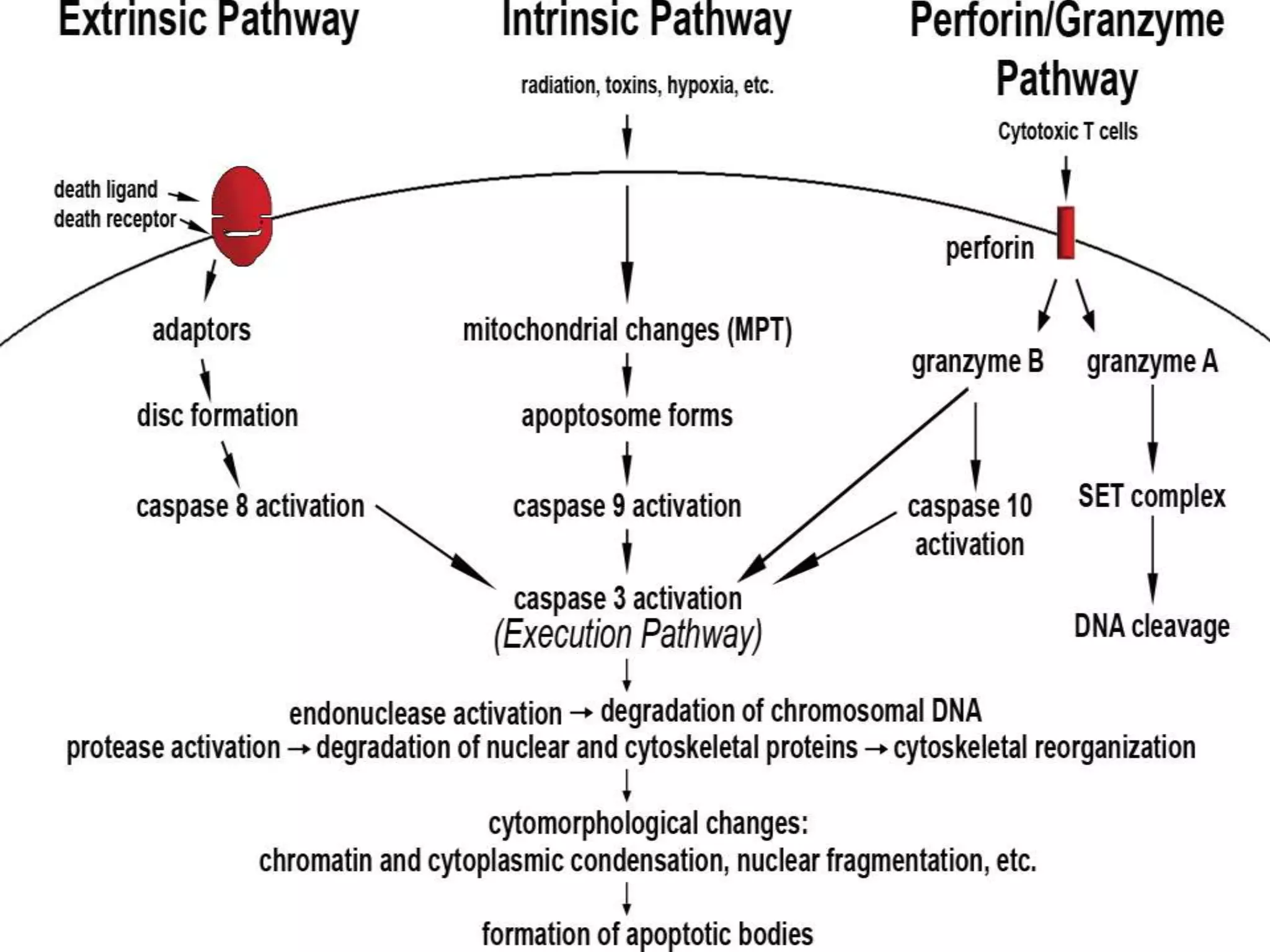 Apoptosis ppt. | PPT