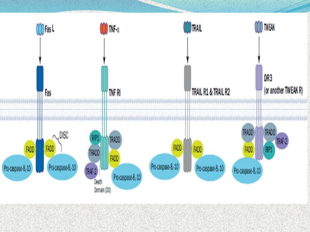Apoptosis ppt. | PPT