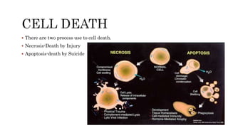 Apoptosis(program cell death) | PPTX