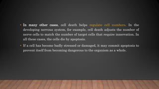 Apoptosis (programmed cell death) | PPT