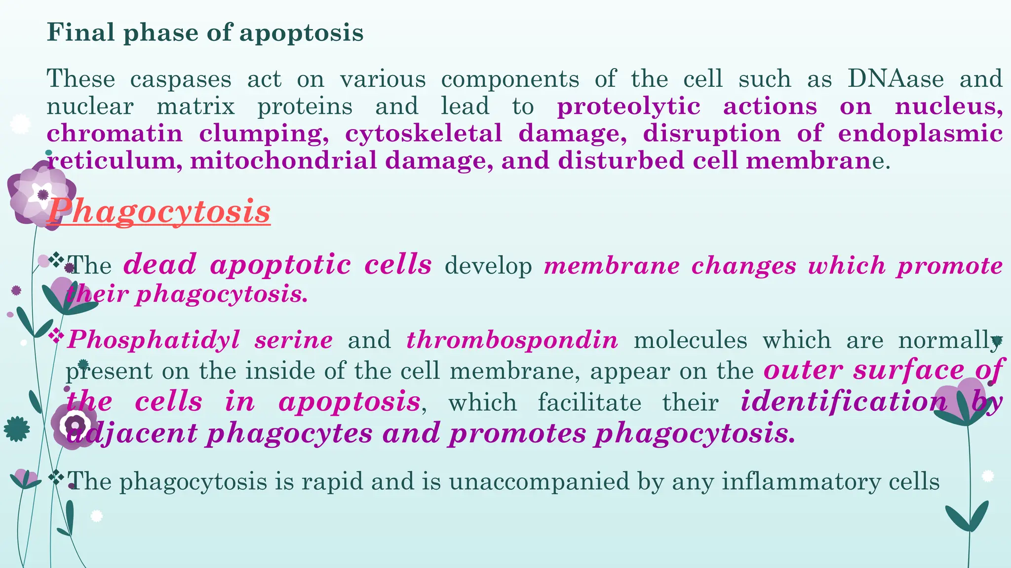 Pathology - Apoptosis and cell death.pptx