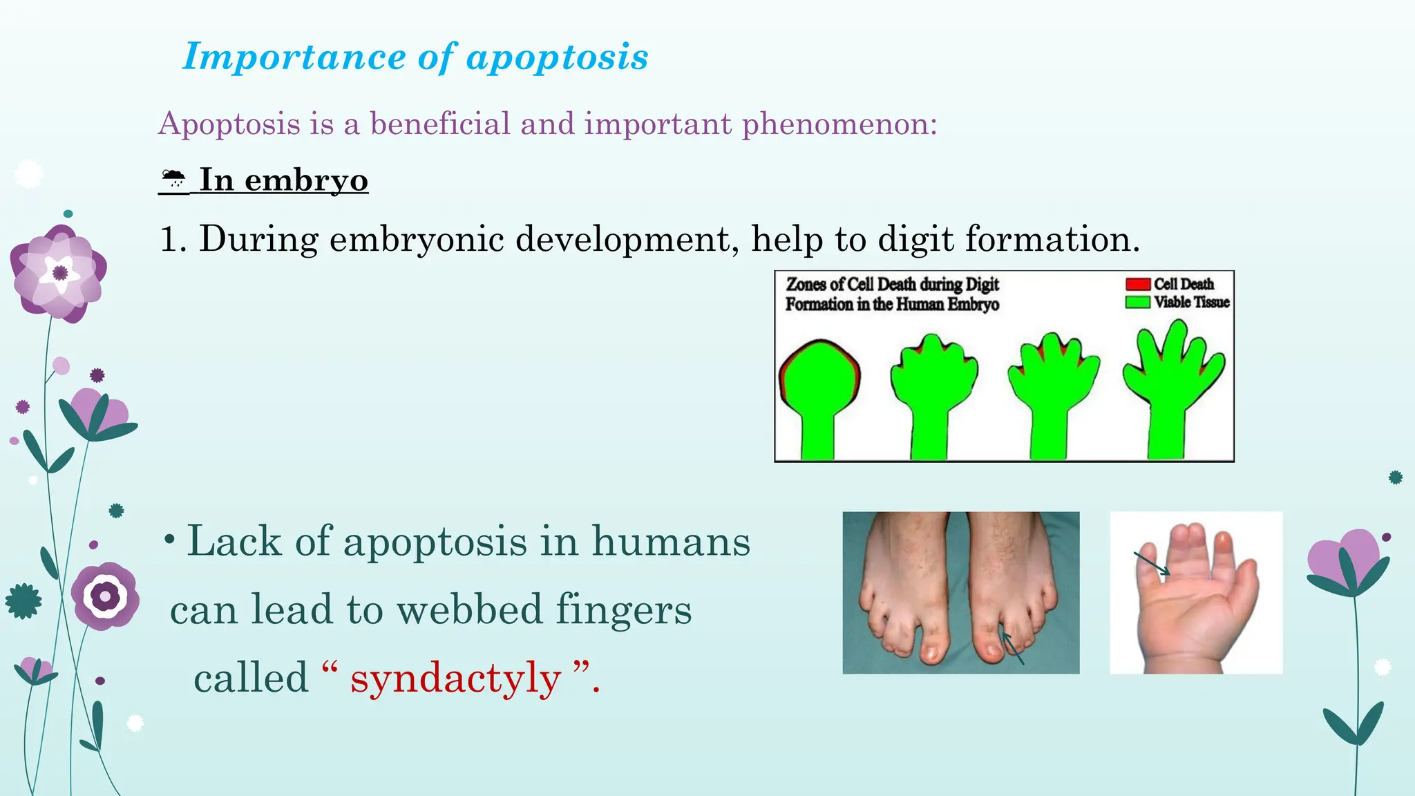 Pathology - Apoptosis and cell death.pptx