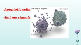 Pathology - Apoptosis and cell death.pptx