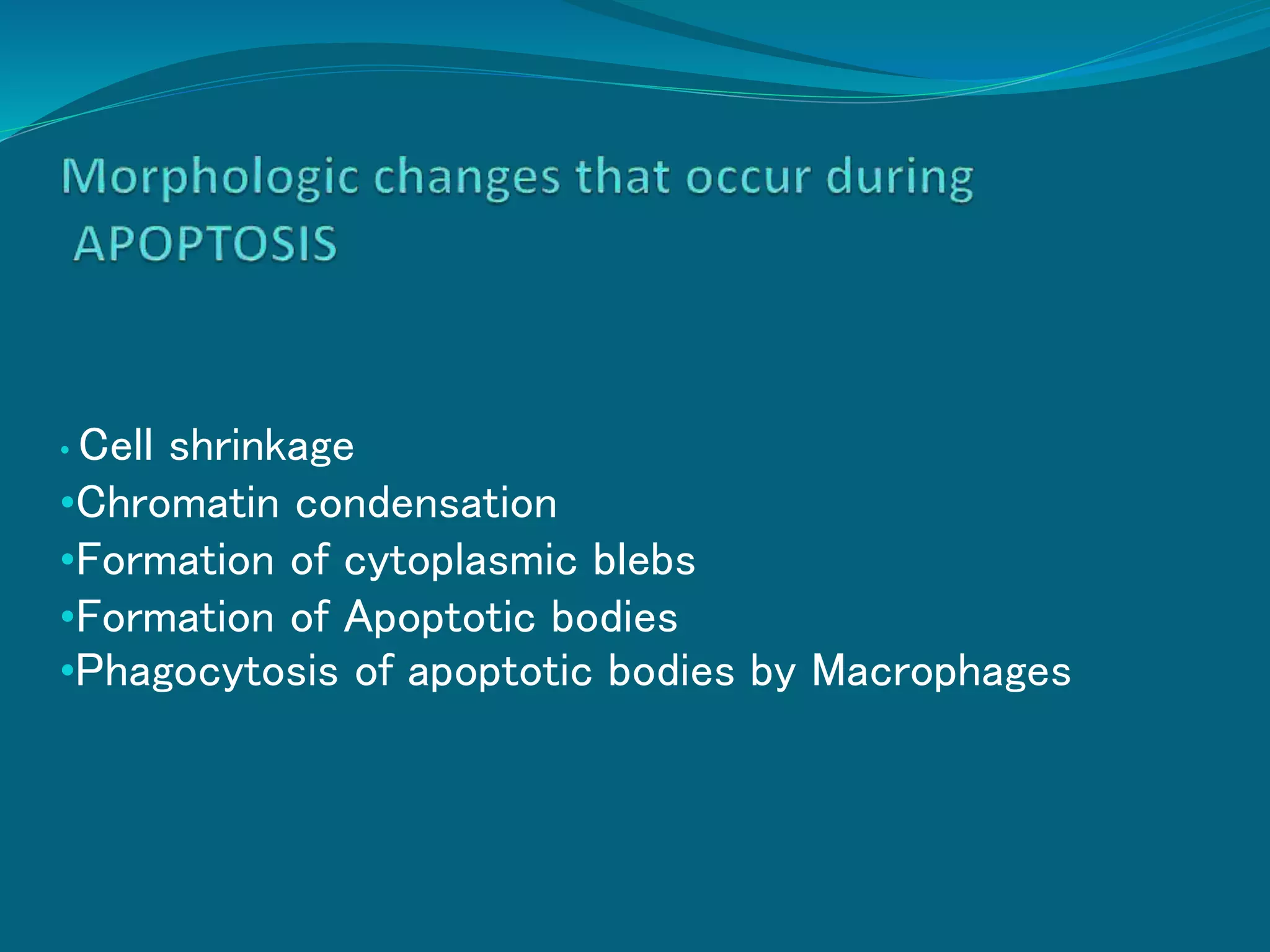 APOPTOSIS PATHOLOGY | PPTX