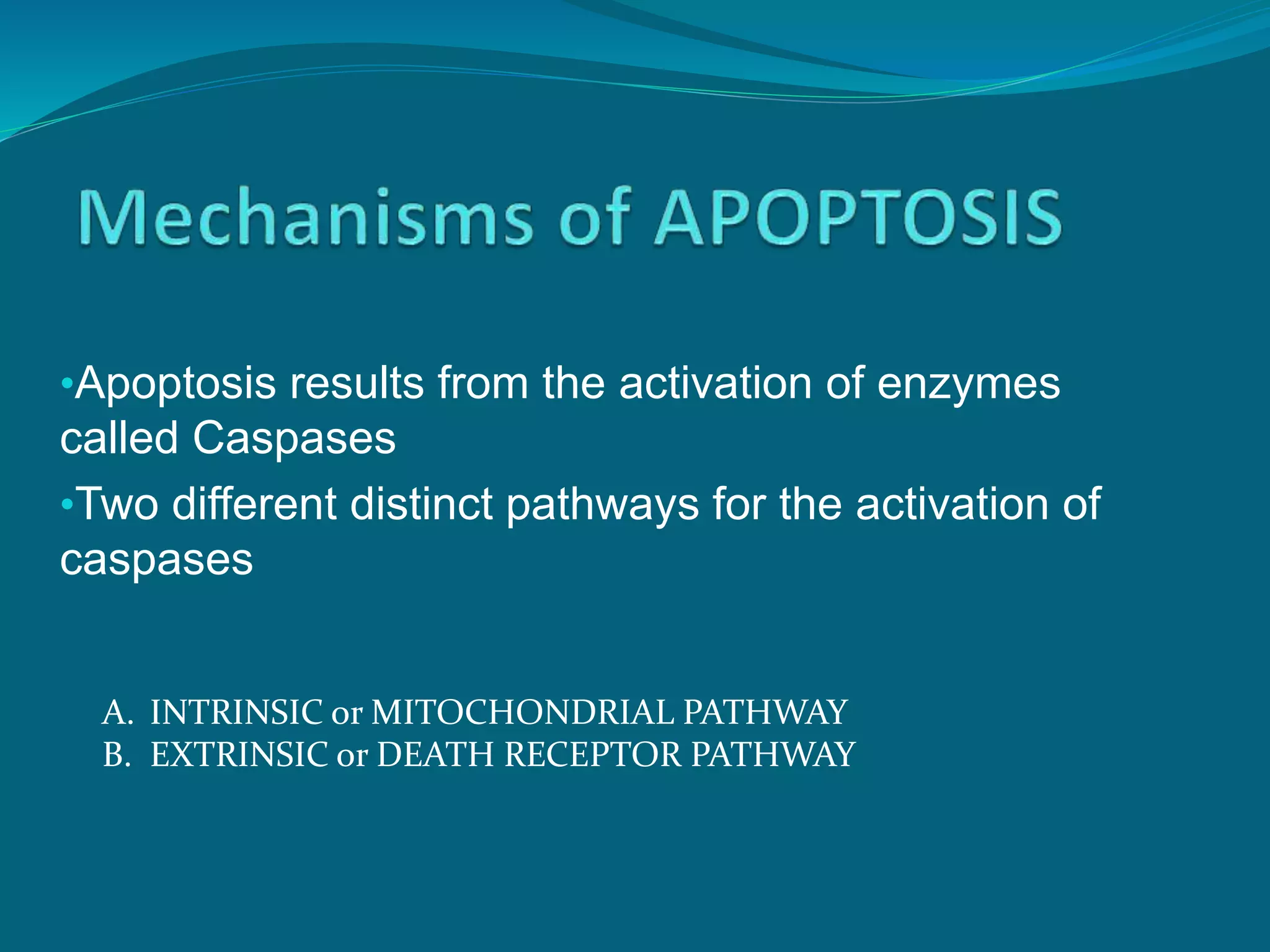 APOPTOSIS PATHOLOGY | PPTX