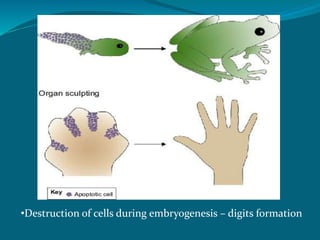 APOPTOSIS PATHOLOGY | PPTX