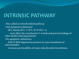 APOPTOSIS PATHOLOGY | PPTX