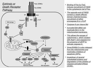 Apoptosis signalling | PPT