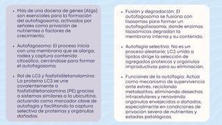 Apoptosis y Autofagia.pdf. Se integran los diversos mecanismos | PDF