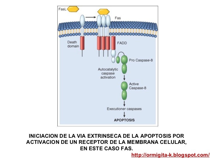 Apoptosis Y Ciclo Celular