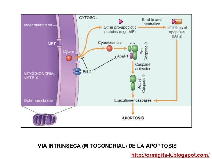 Apoptosis Y Ciclo Celular