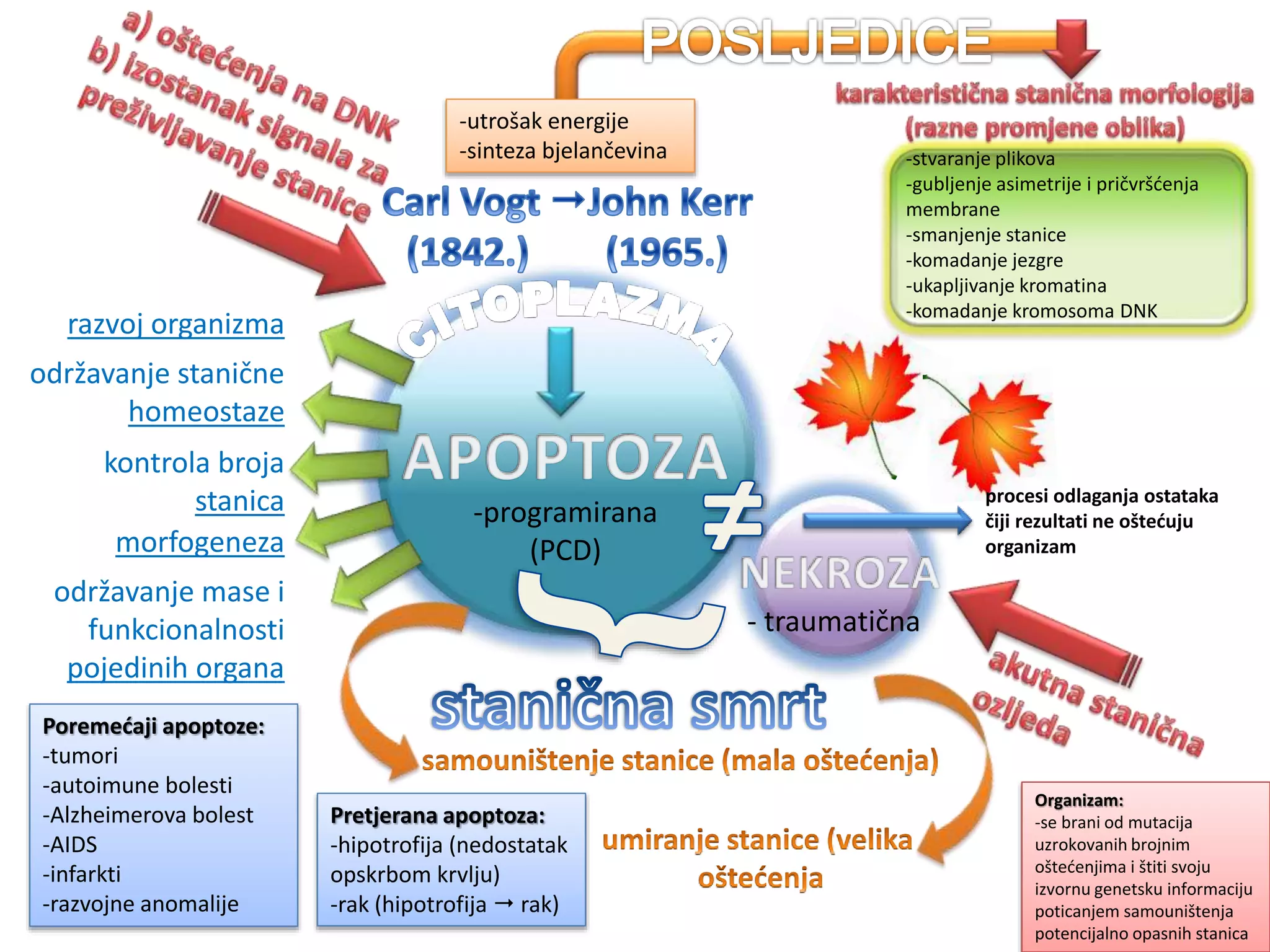 Apoptoza_umna mapa_02.ppt