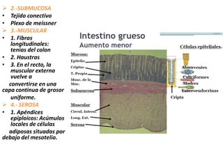 Aporte linfático y vascular del intestino delgado | PPTX