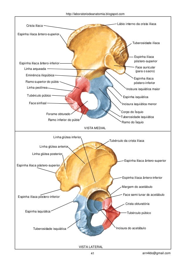 Apostila anatomia-sistema-esqueletico