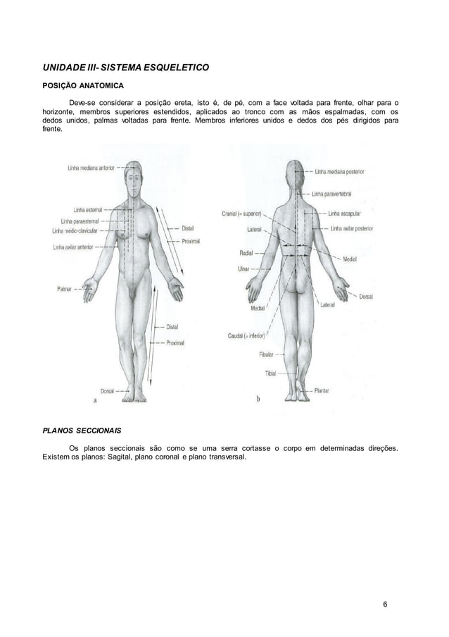 APOSTILA - ANATOMIA E FISIOLOGIA HUMANA 2022.pdf