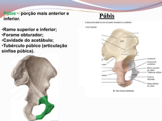 APOSTILA - ANATOMIA HUMANA ÓSSEA - 2023.2.pdf