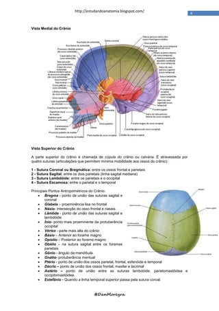 Apostila Crânio | PDF